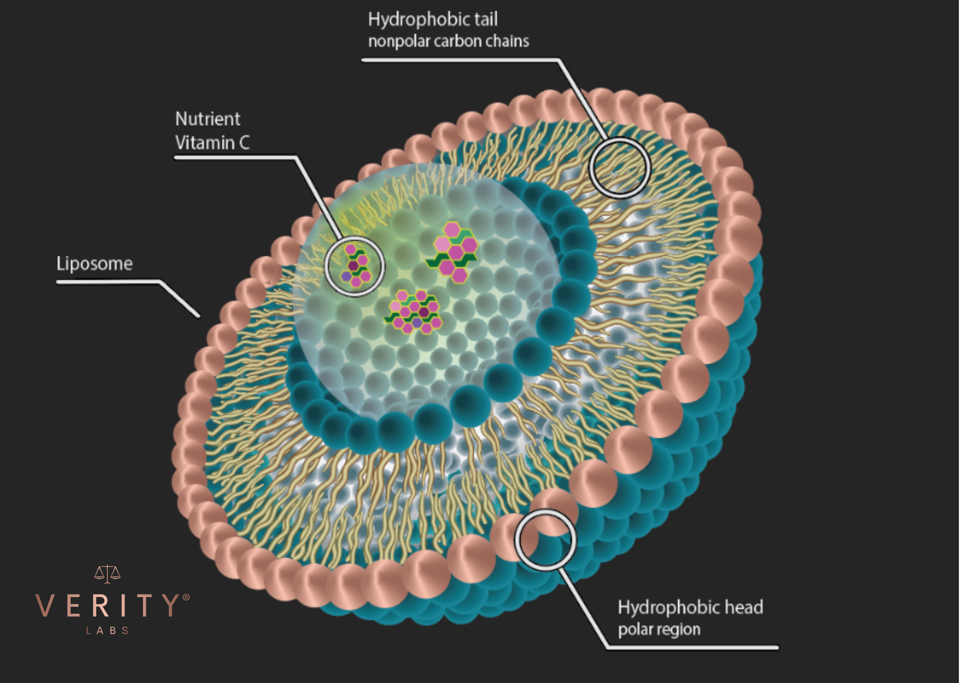 Benefits of Liposomal Vitamins: Enhanced Absorption for Optimal Nutrit ...